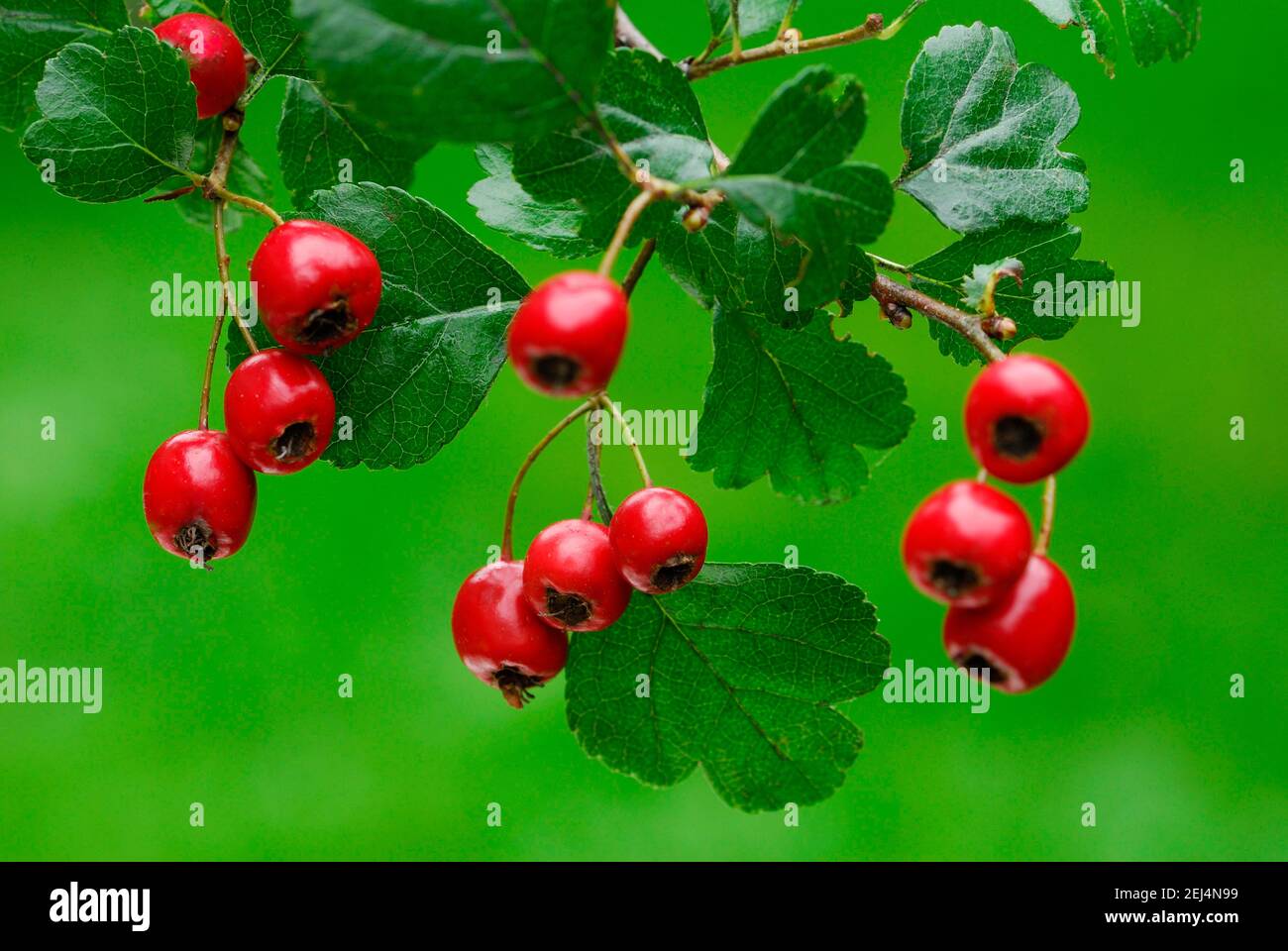 Common hawthorn ( Crataegus monogyna Stock Photo - Alamy