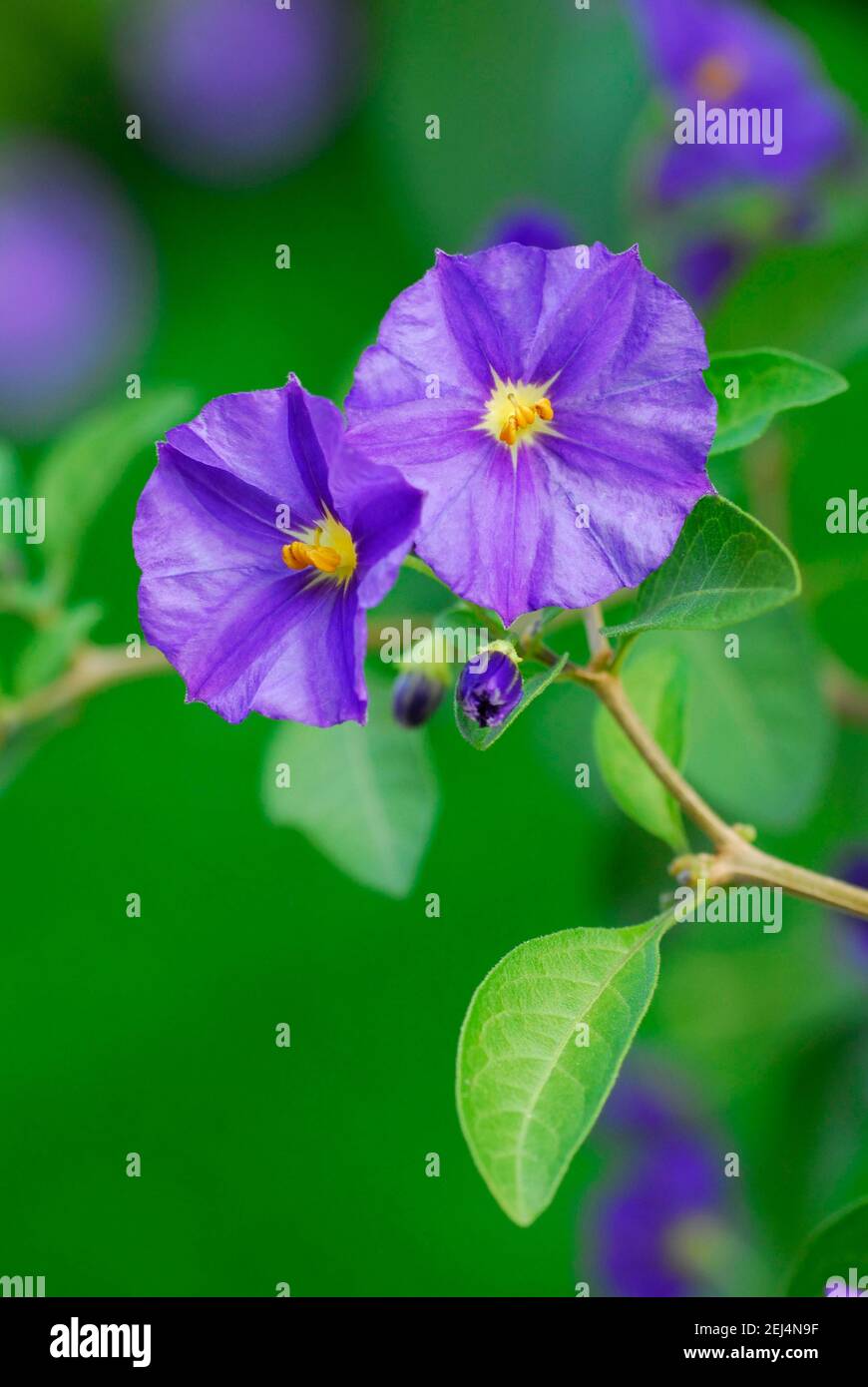 Solanum rantonnetii hi-res stock photography and images - Alamy