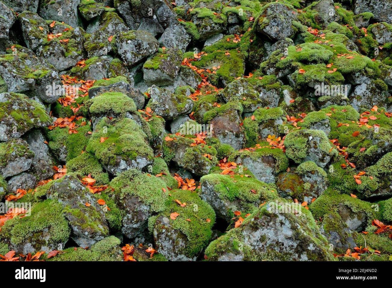 Basalt block field, basalt, basalt rocks, Rhoen biosphere reserve ...