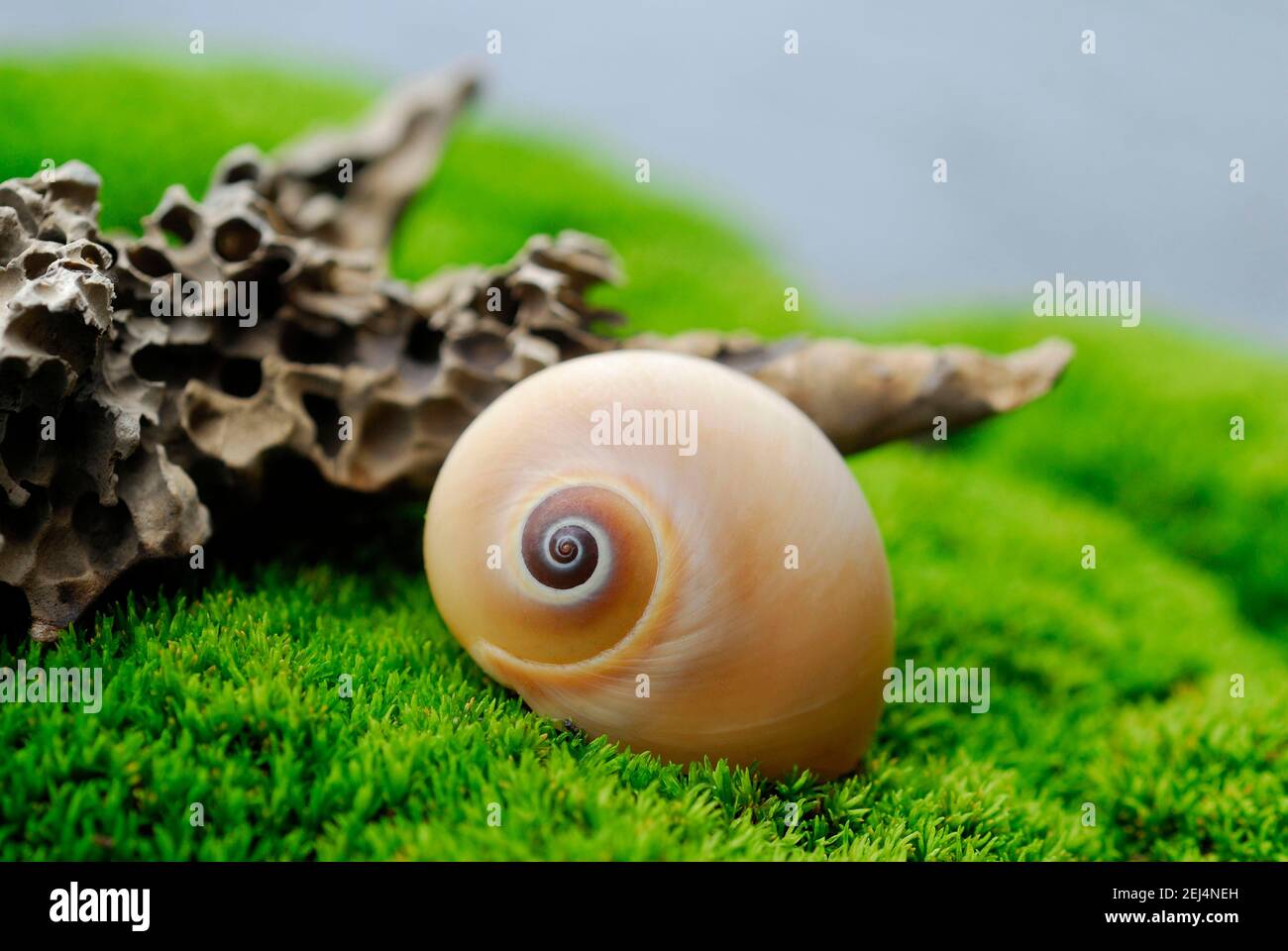 Moss on shell hi-res stock photography and images - Alamy