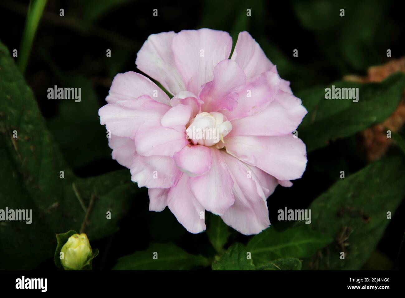 Cream colored card hi-res stock photography and images - Alamy