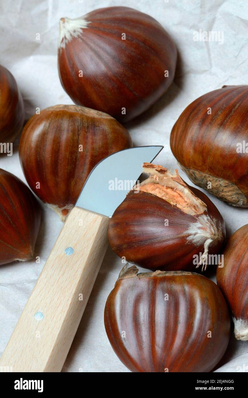 Knife tree hi-res stock photography and images - Alamy