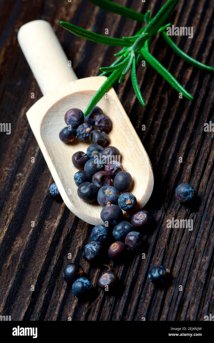 Dried juniper berries ( Juniperus communis) on wooden shovel, rosemary ...