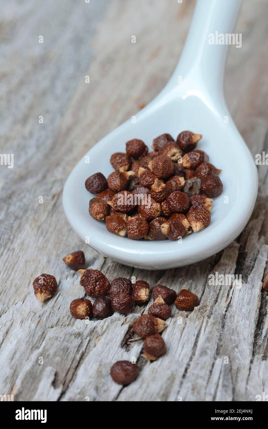 Aframomum melegueta hi-res stock photography and images - Alamy