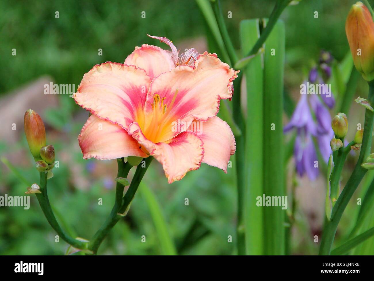 Yellow core hi-res stock photography and images - Alamy