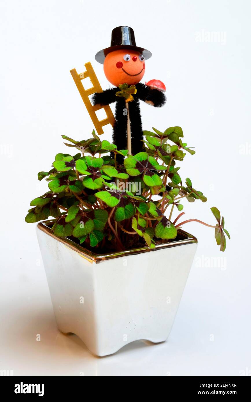 Iron cross Lucky Clover (Oxalis tetraphylla) , Lucky Clover in ...