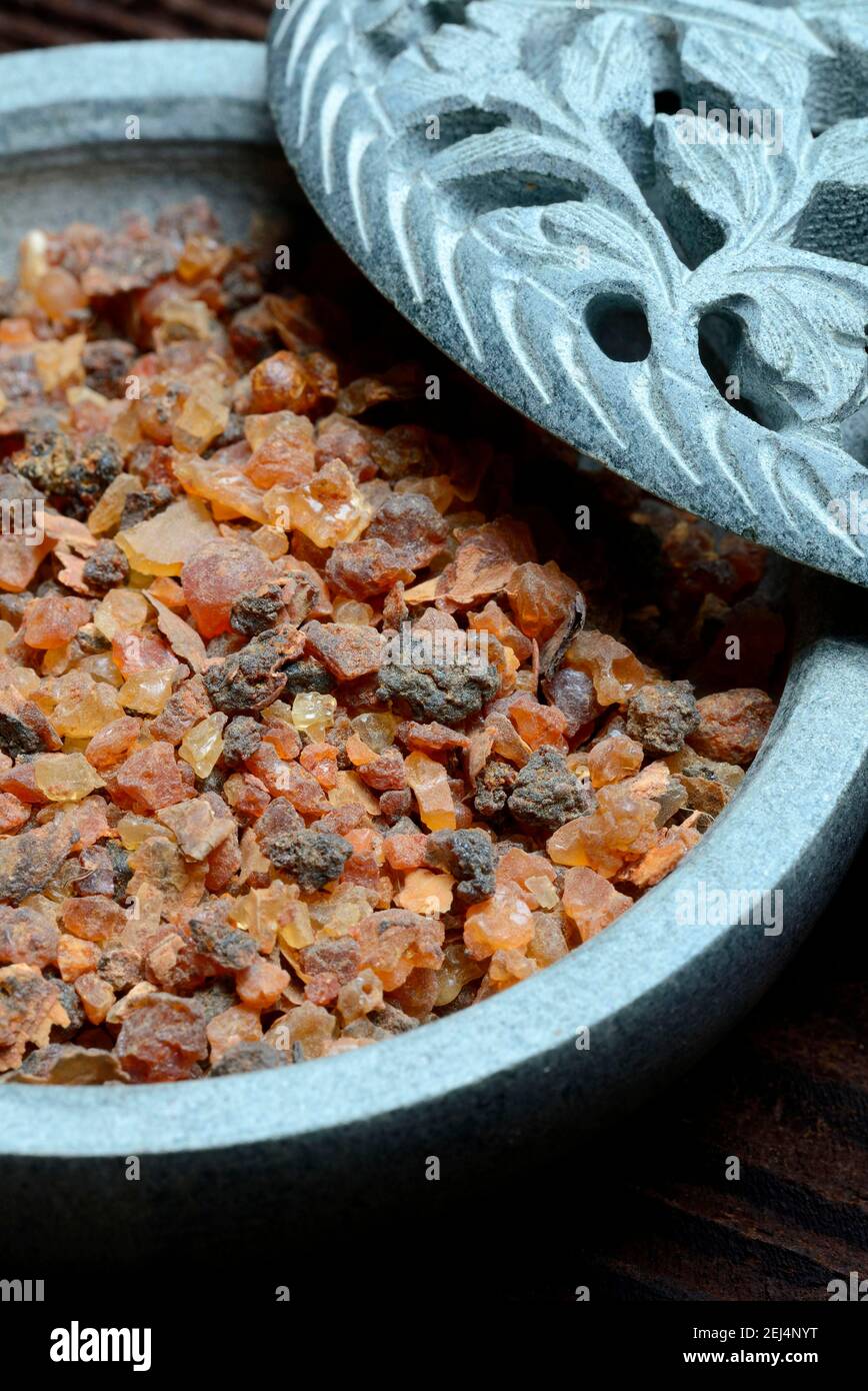 Common myrrh (Commiphora myrrha Stock Photo - Alamy