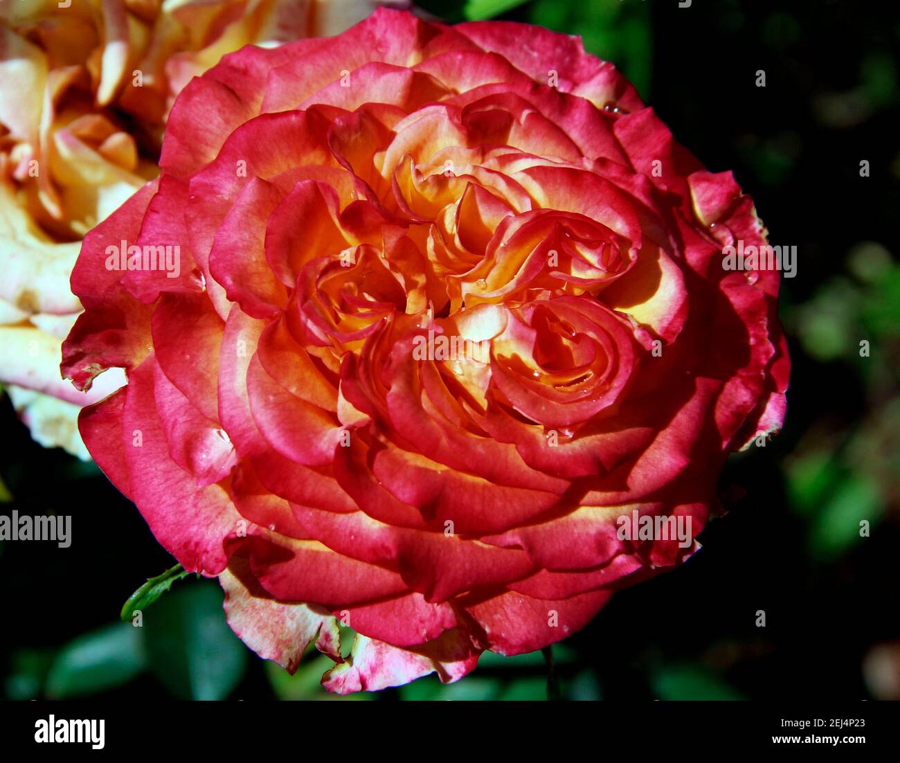 View from above on a bright rose flower with red and slightly yellow ...