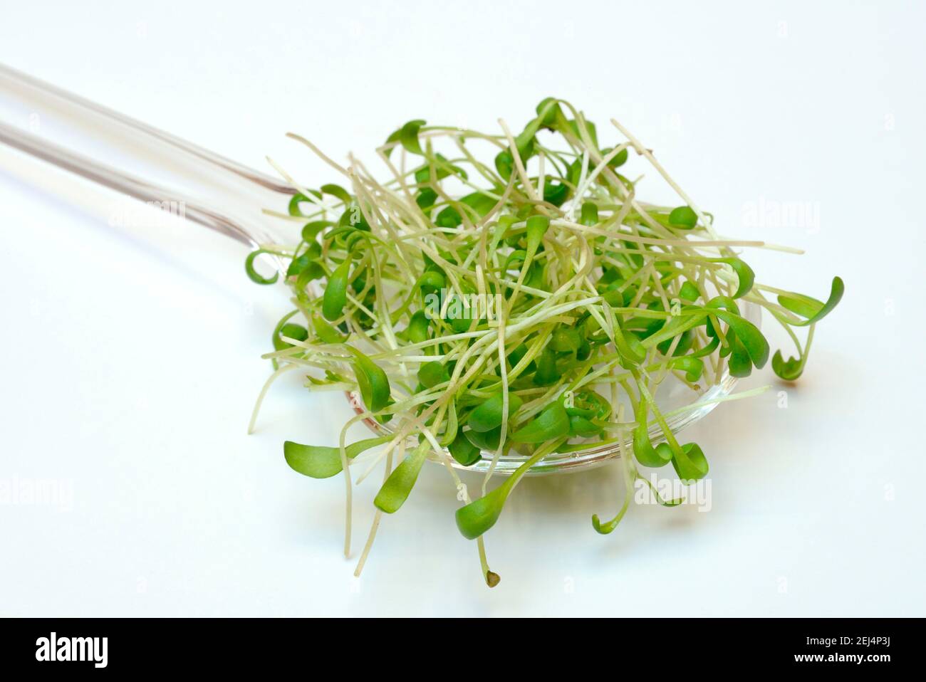 Garden cress (Lepidium sativum Stock Photo - Alamy