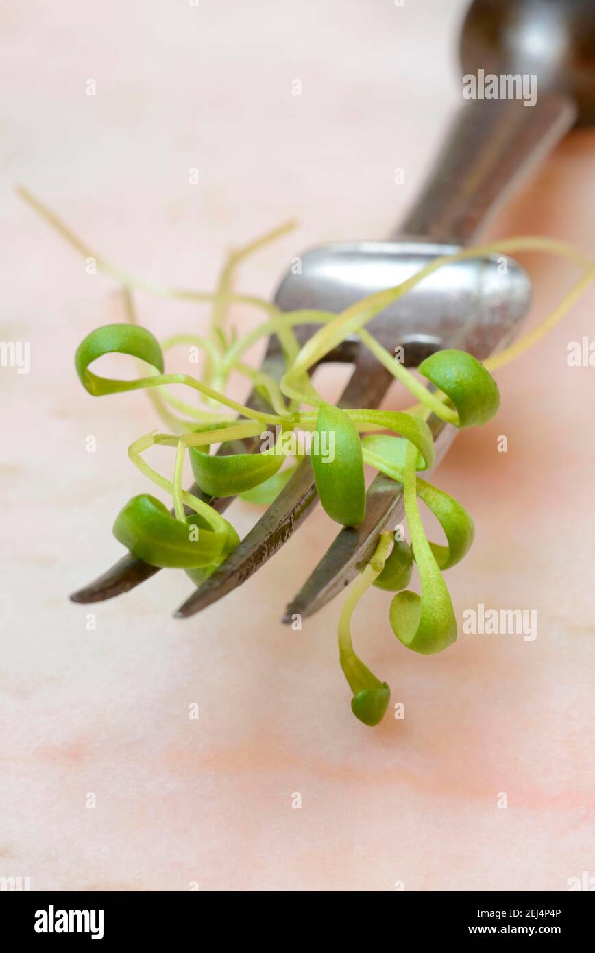 Peppercress hi-res stock photography and images - Alamy