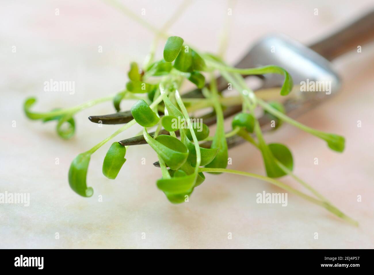 Garden cress (Lepidium sativum Stock Photo - Alamy
