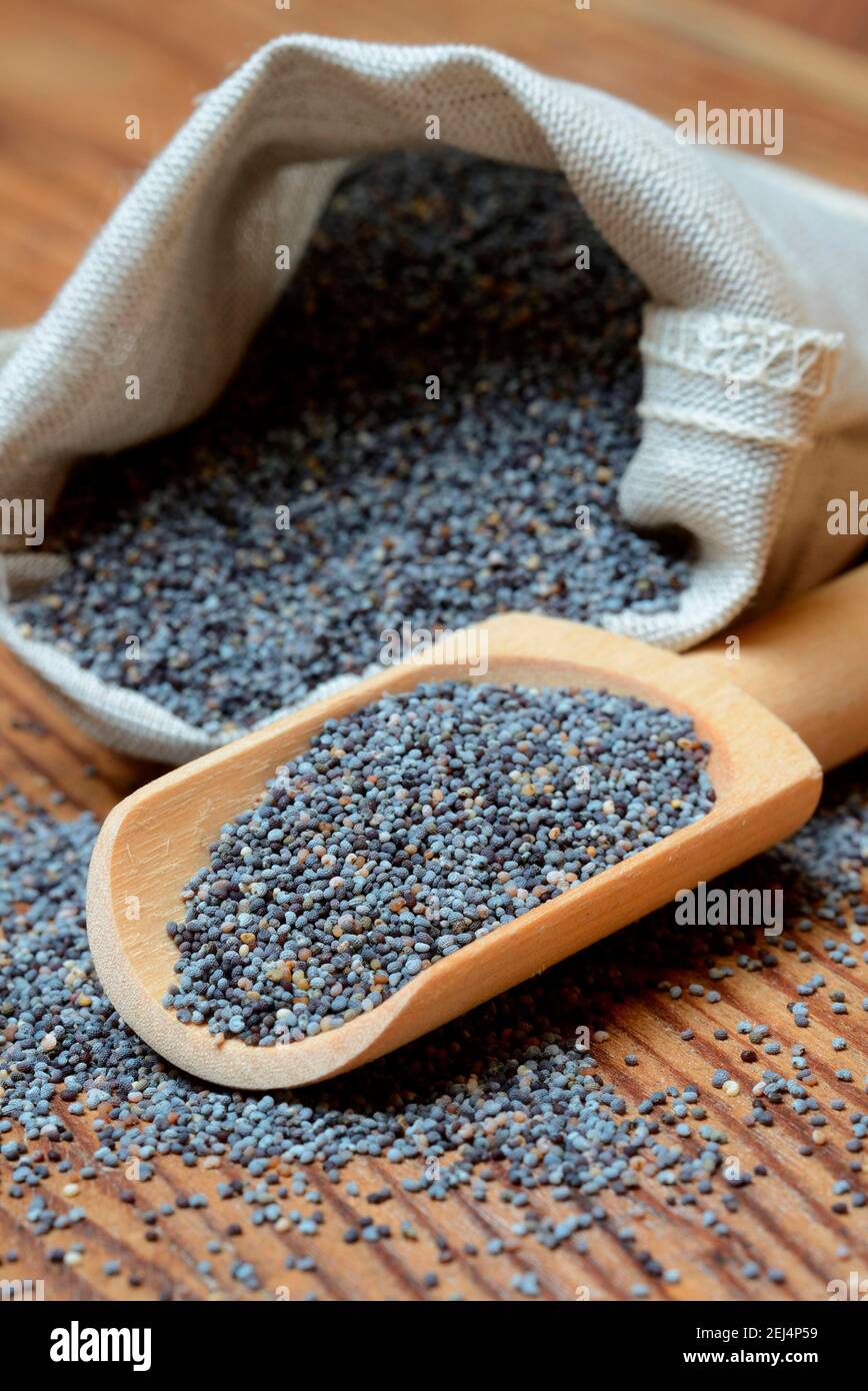 Blue poppy with wooden shovel, poppy seed( Papaver somniferum) , red ...