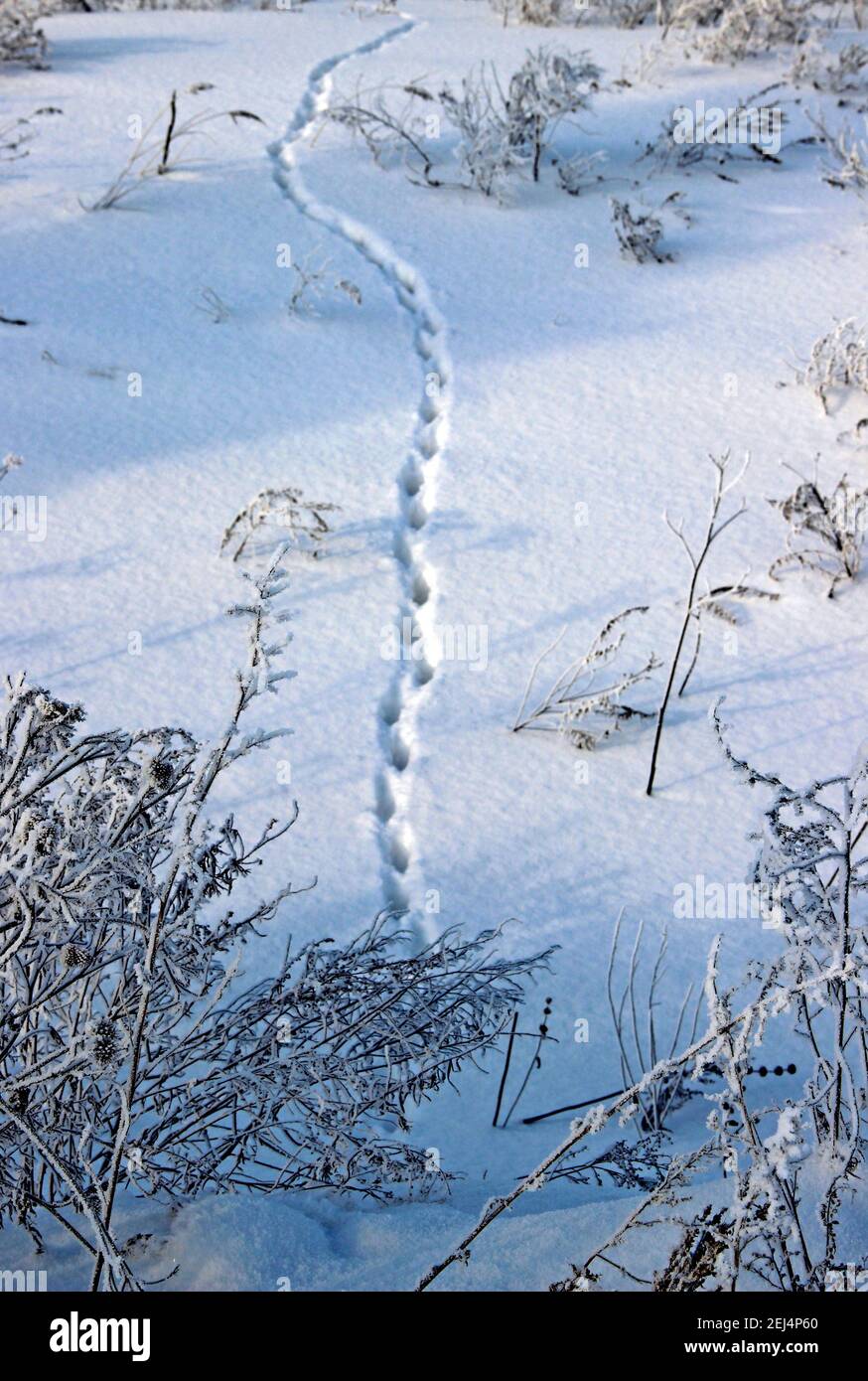 A chain of traces of an animal in the snow meanders between dry grass ...