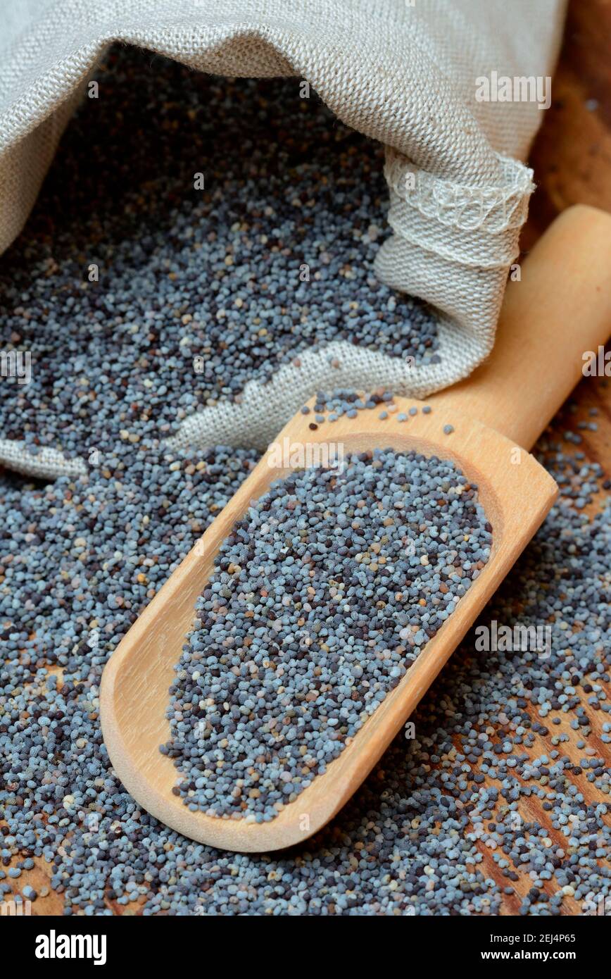 Blue poppy with wooden shovel, poppy seed( Papaver somniferum) , red ...