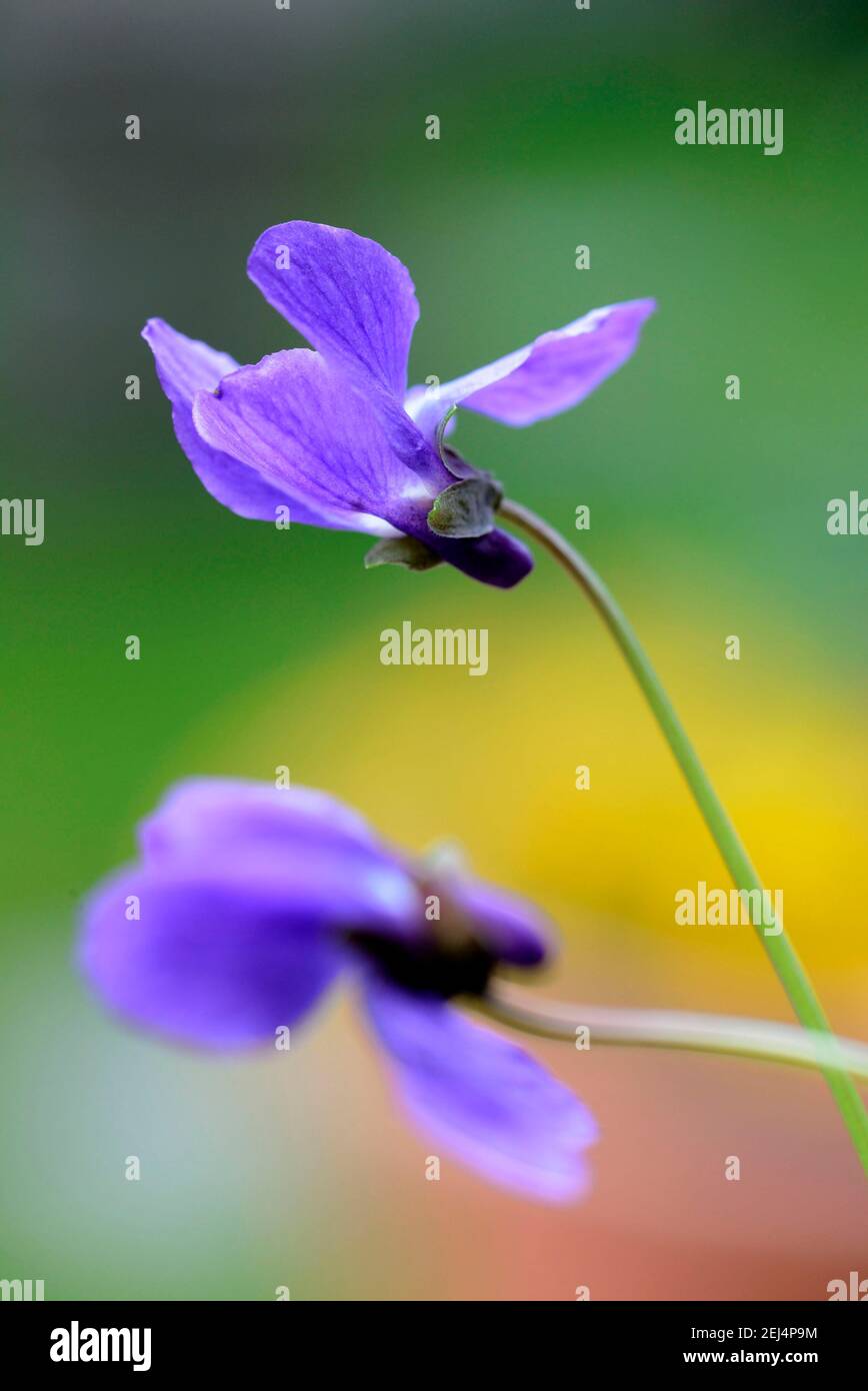 Wood violet ( Viola odorata Stock Photo - Alamy