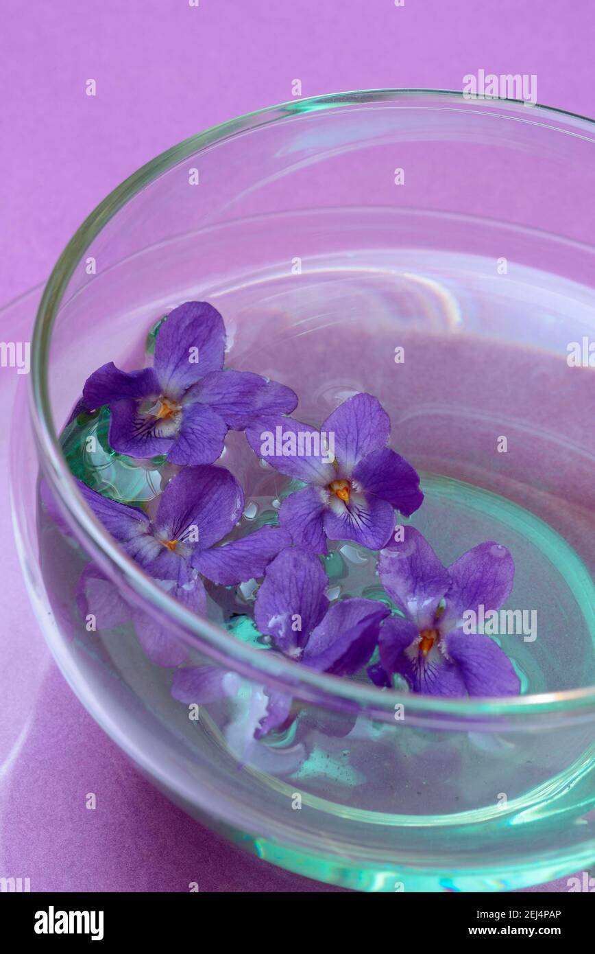 Violet tea ( Viola odorata) violet flower tea, cup Stock Photo - Alamy