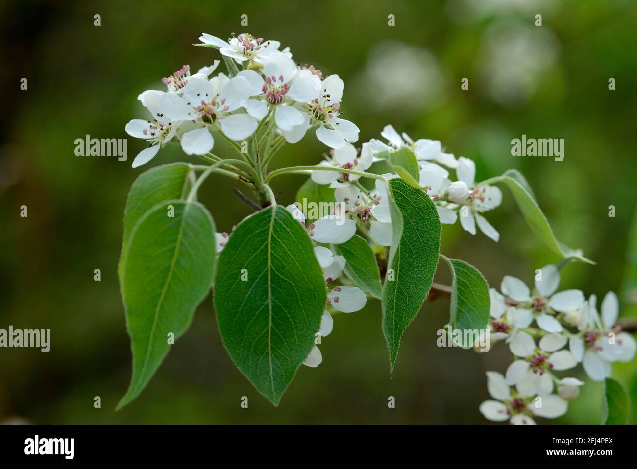Birch leaf pear (Pyrus betulifolia Stock Photo - Alamy