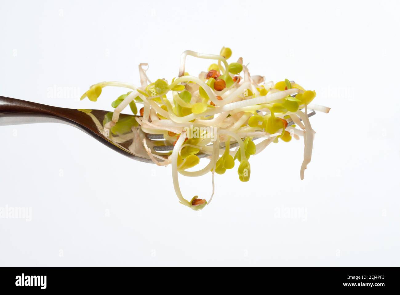 Red Radish sprouts Stock Photo - Alamy