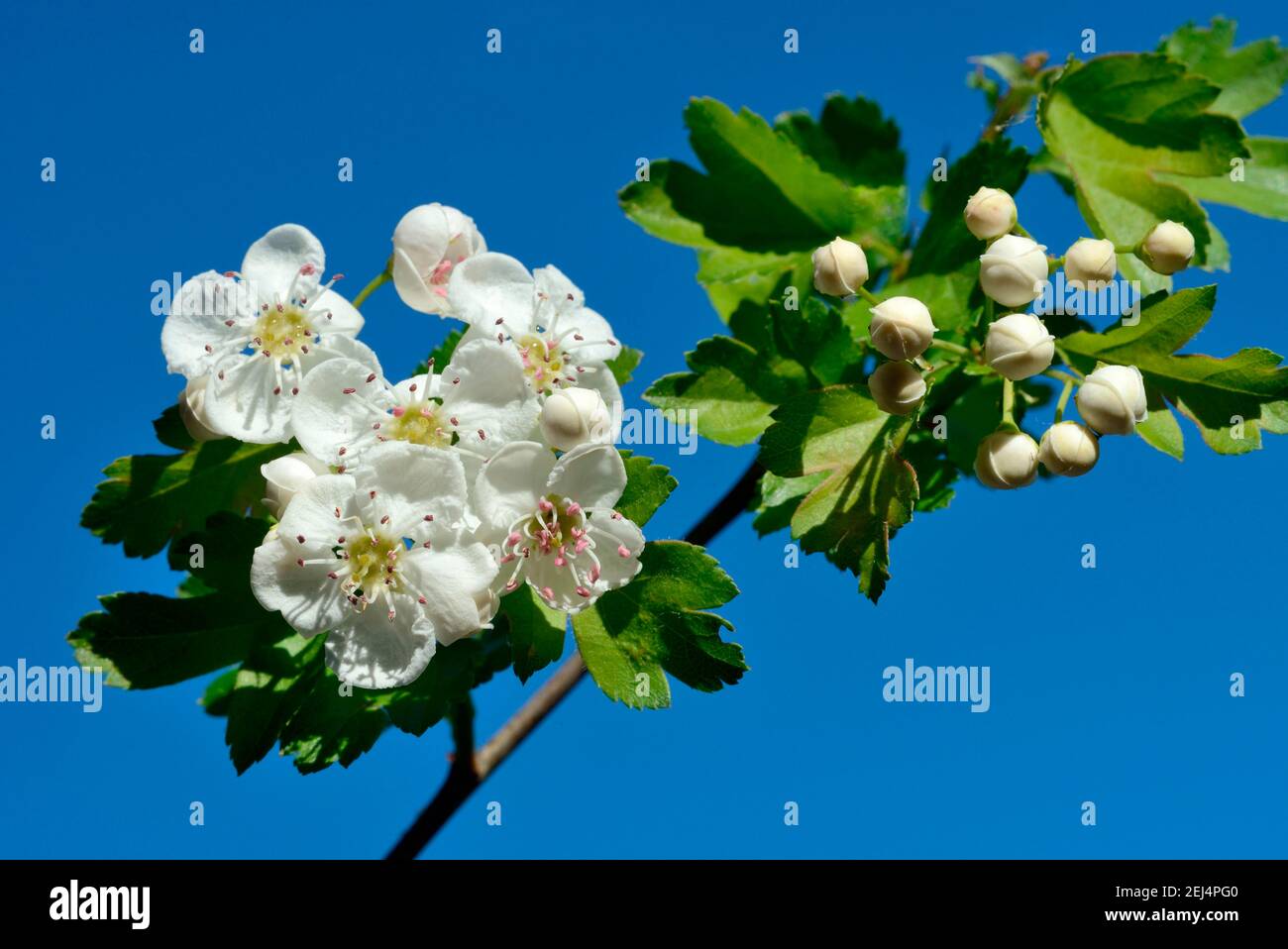 Interfering (Crataegus monogyna) hawthorn Stock Photo - Alamy