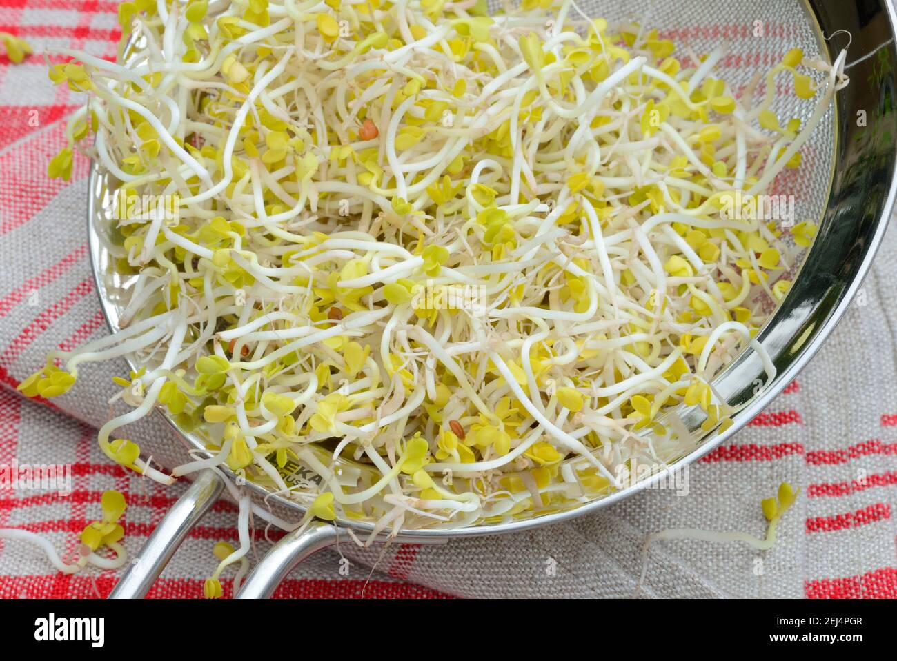 Red Radishsprouts, -sprouts in sieve Stock Photo - Alamy