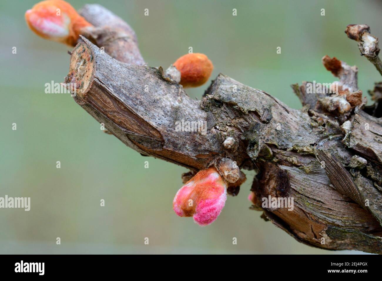 Grape vine ( Vitis vinifera) trunk from old wood with buds, shoot Stock ...