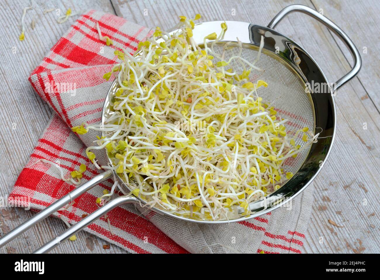 Radishsprouts hi-res stock photography and images - Alamy
