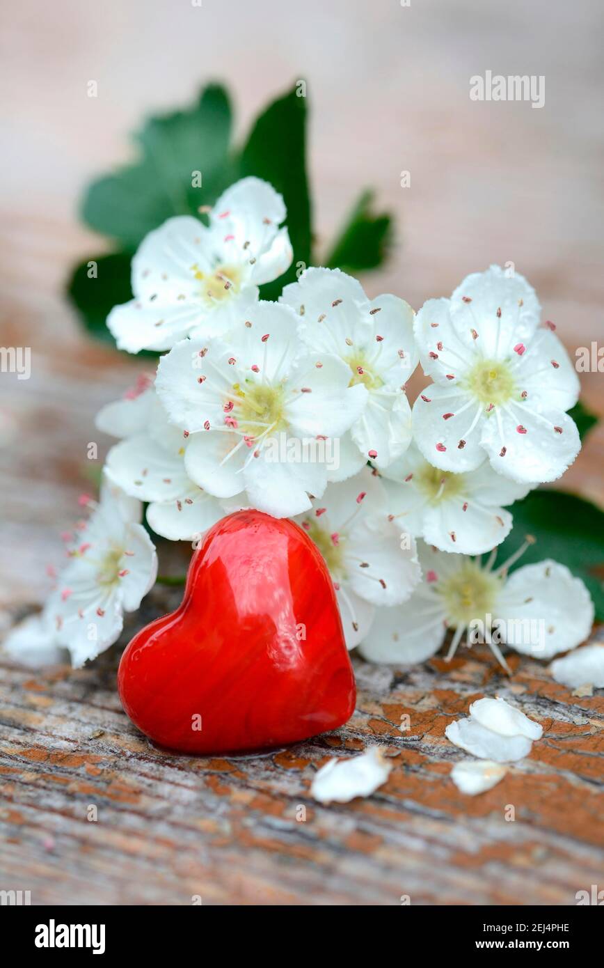 Hawthorn blossoms and red heart / (Crataegus monogyna Stock Photo - Alamy