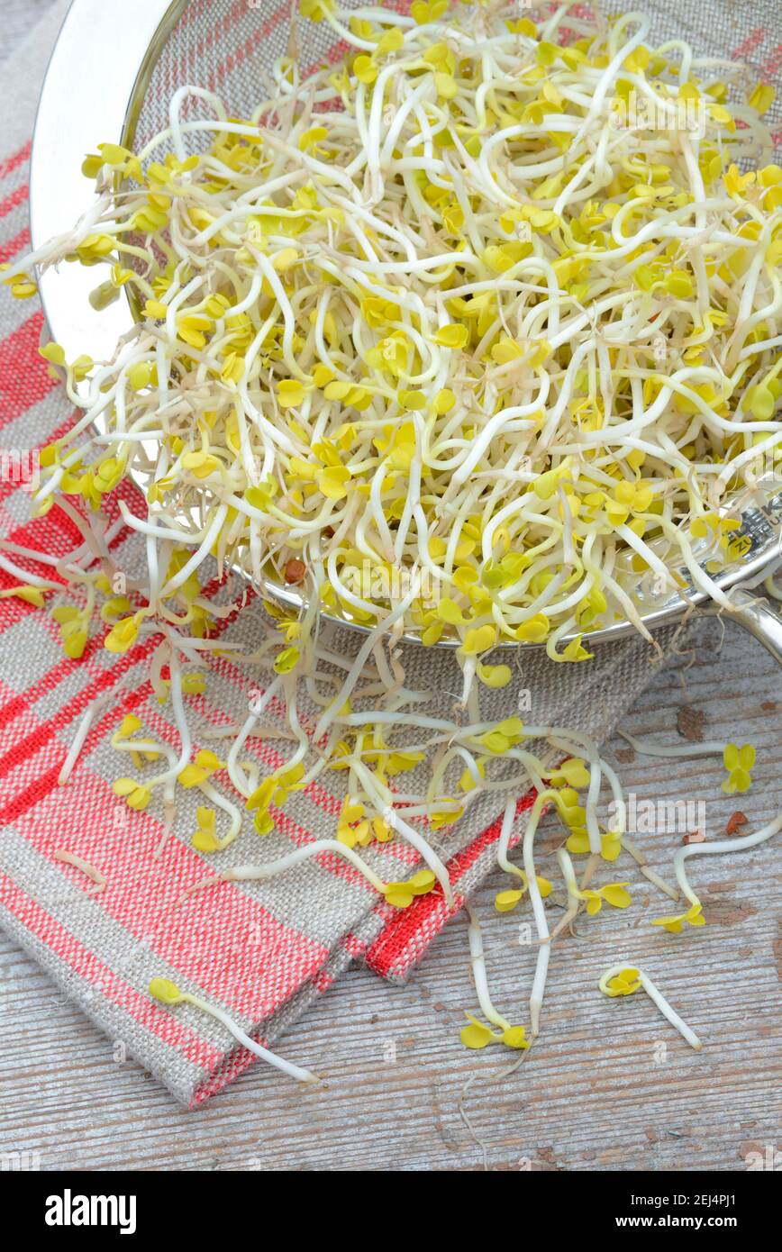 Radishsprouts hi-res stock photography and images - Alamy