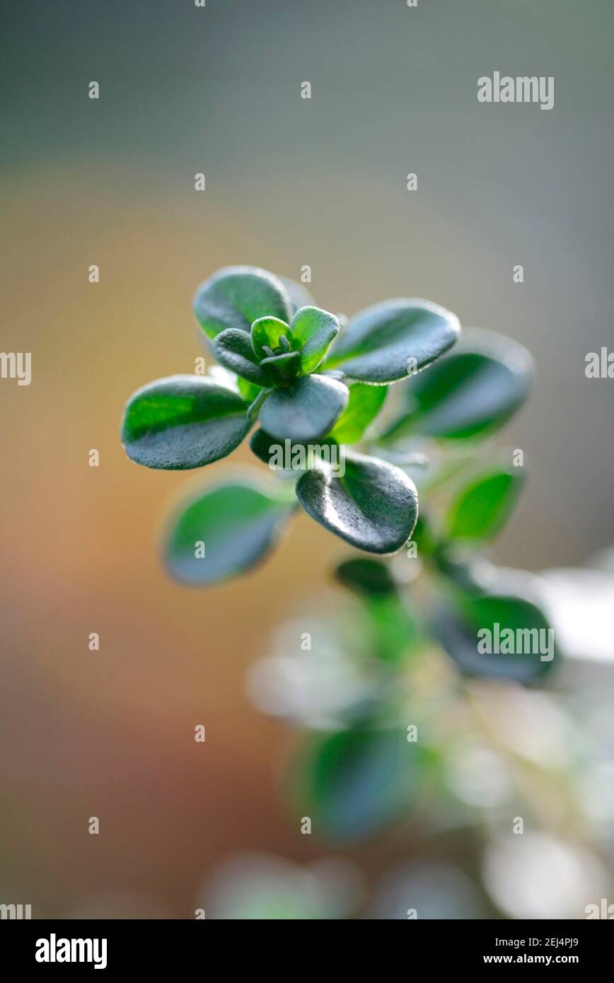 Silver thyme, Lemon thyme ( Thymus citriodorus) Variety Silver Queen ...
