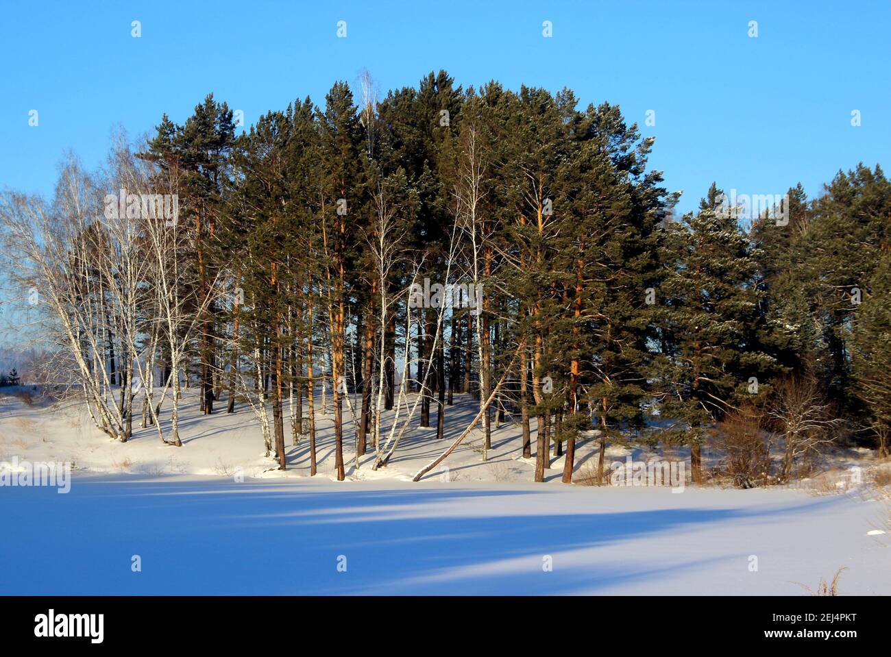 Silver shadow birch hi-res stock photography and images - Alamy