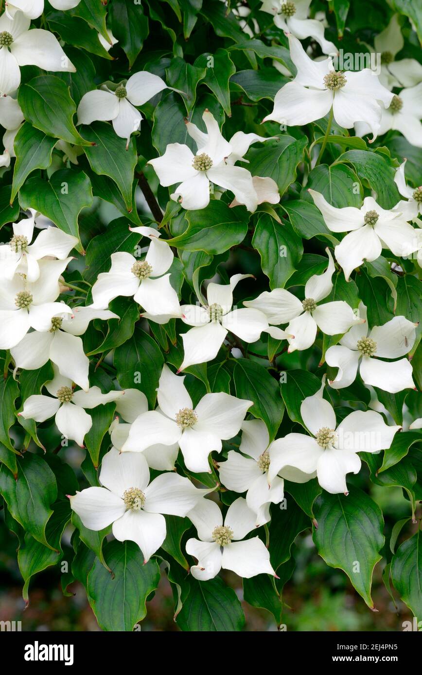 Cornus kousa var chinensis hi-res stock photography and images - Alamy