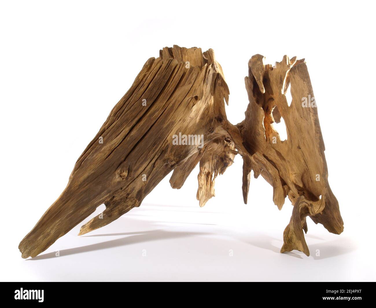 Old Tree Root isolated on white Background Stock Photo - Alamy