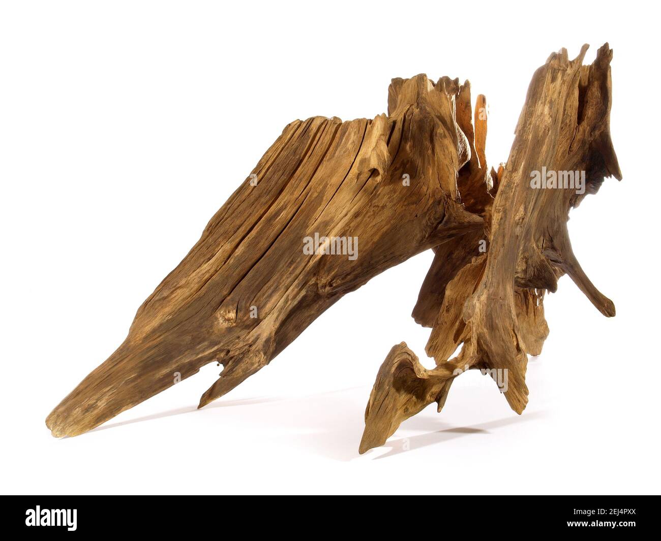 Tree root garden Cut Out Stock Images & Pictures - Alamy