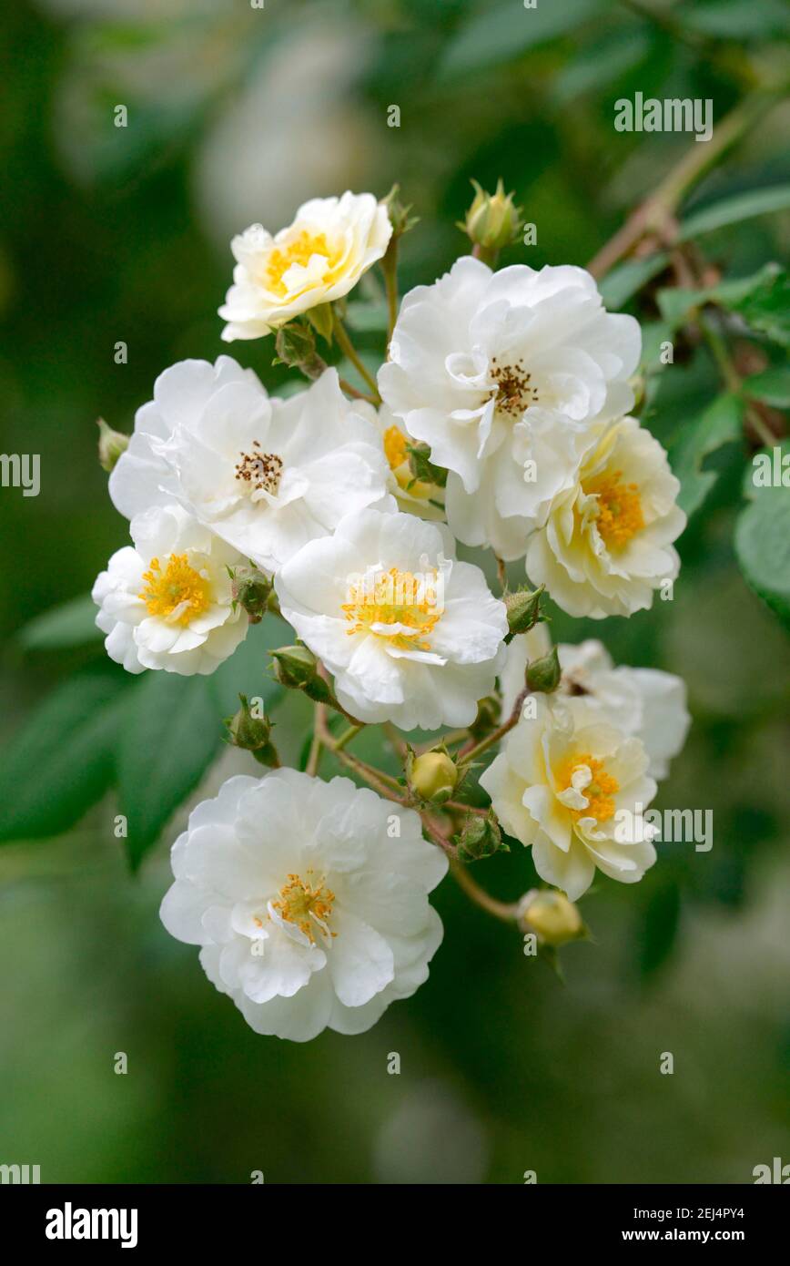 Rose multiflora hi-res stock photography and images - Alamy