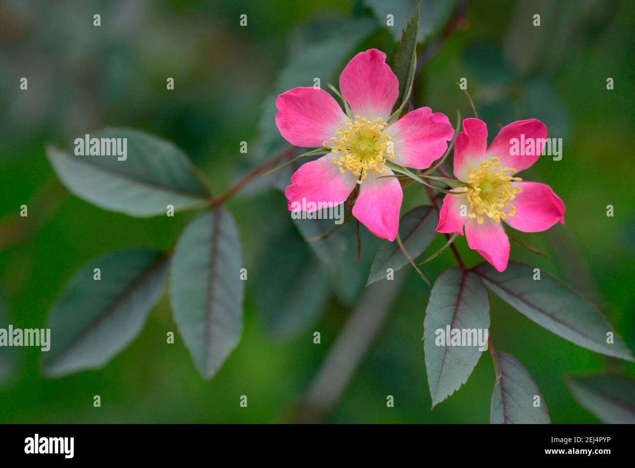 Rosa glauca hi-res stock photography and images - Alamy