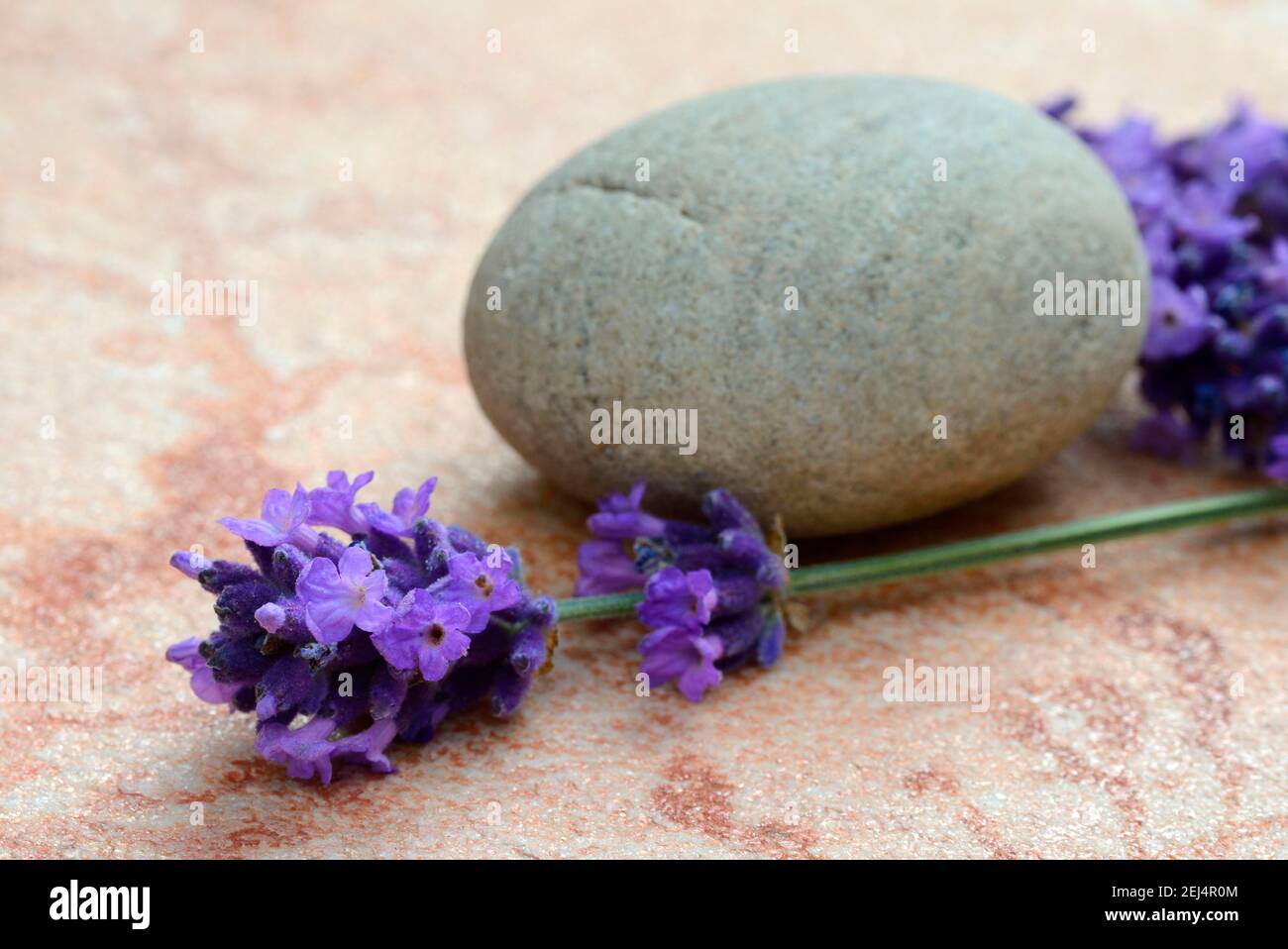Lavender blossom and stone Stock Photo - Alamy