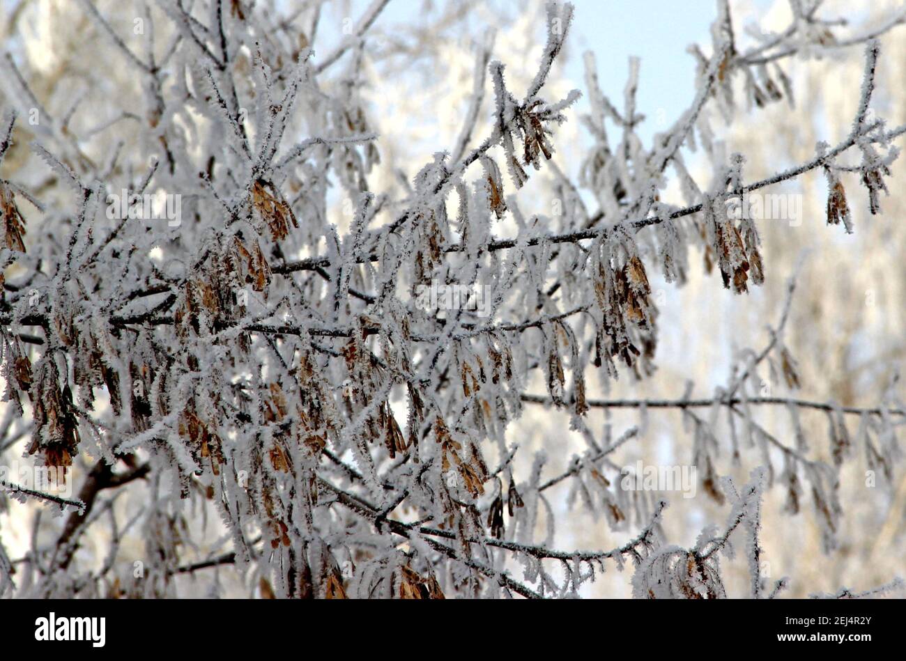 Branches of ash maple tree with yellow leaves close-up. Winter ...