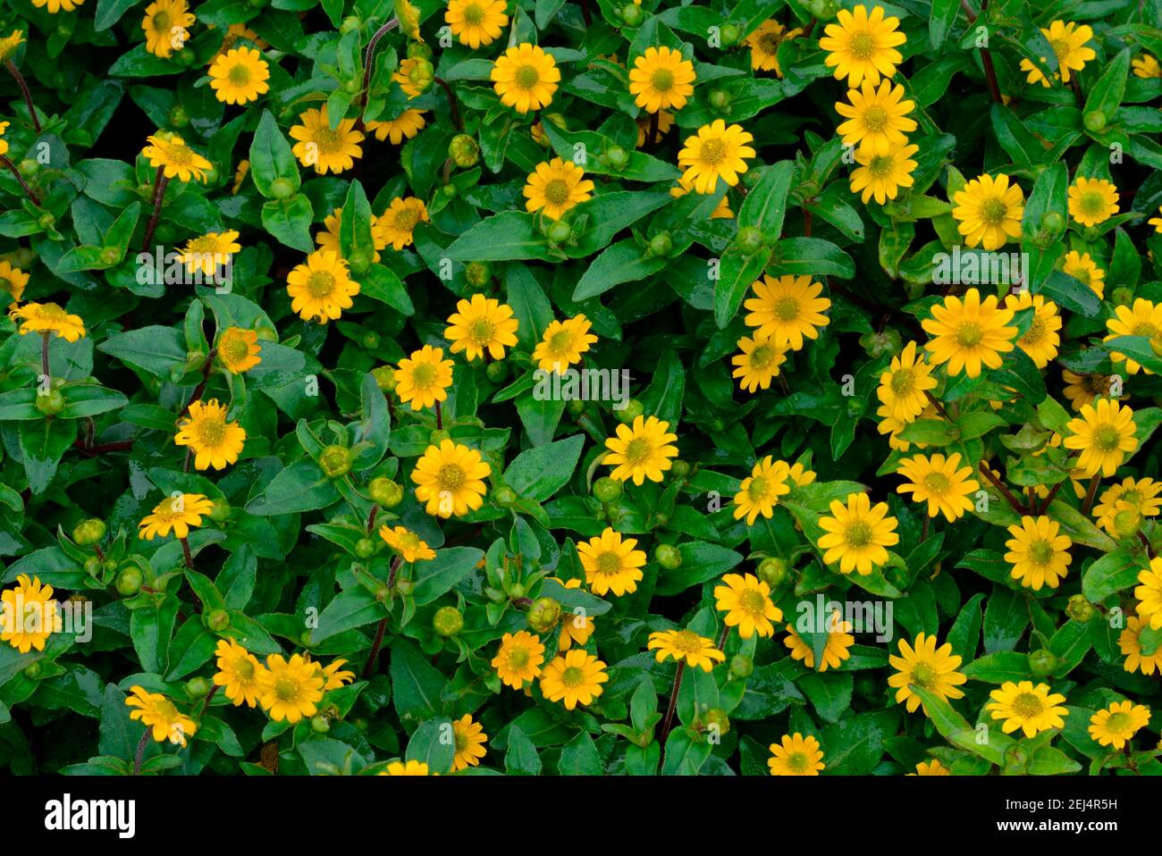 Creeping zinnia hi-res stock photography and images - Alamy
