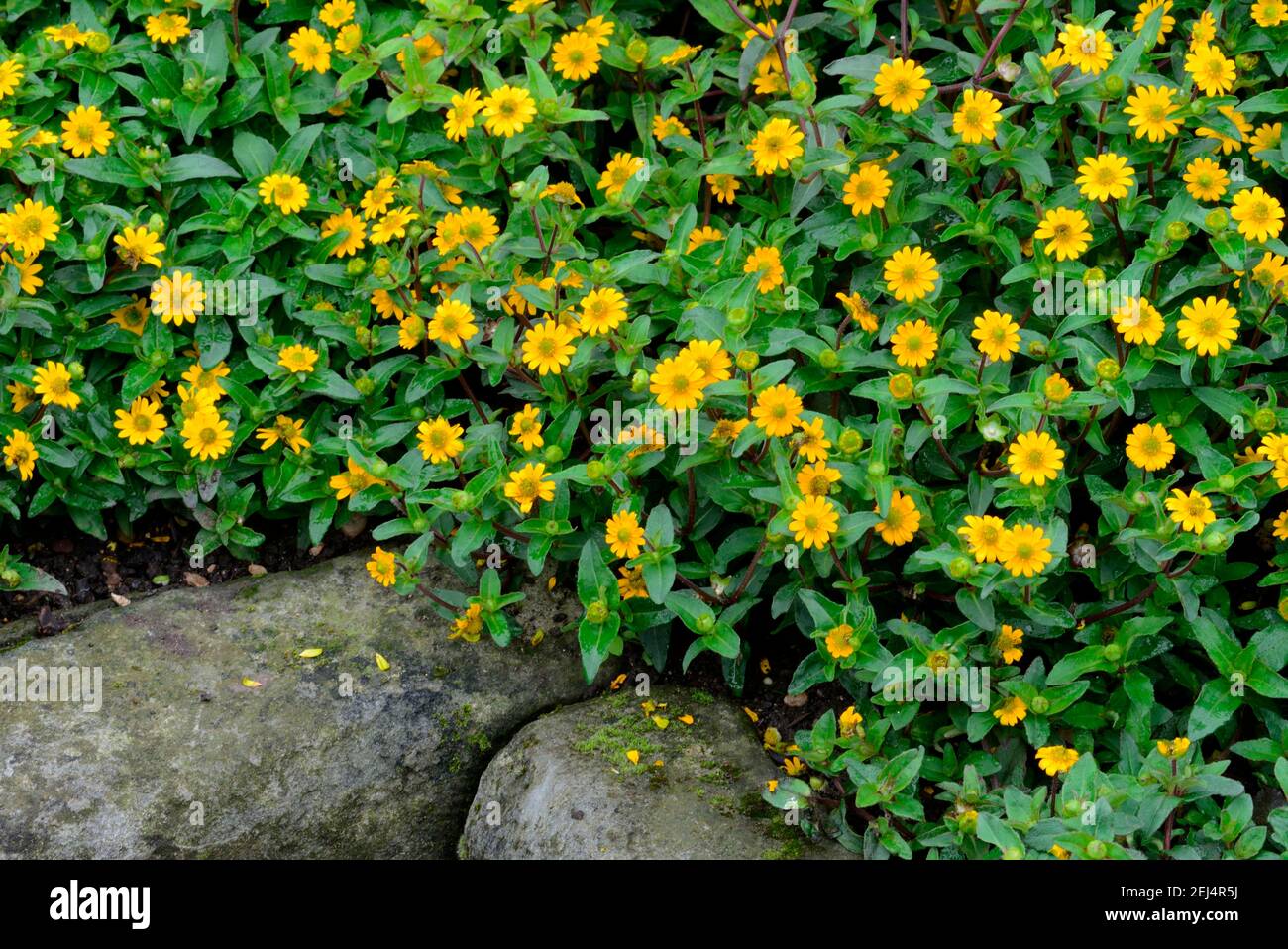 Creeping zinnia hi-res stock photography and images - Alamy