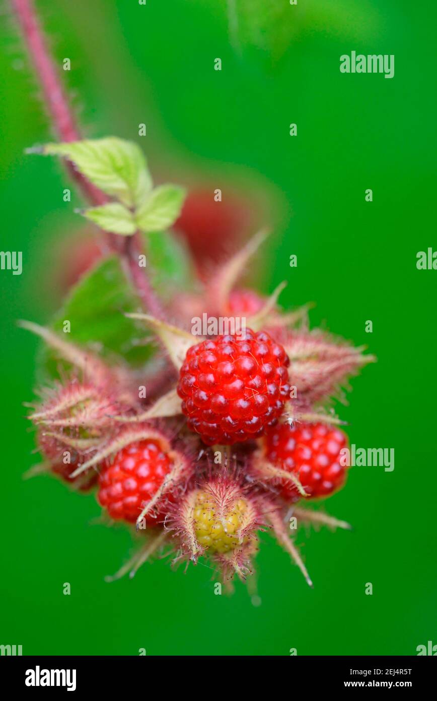 Japanese Wineberry ( Rubus phoenicolasius Stock Photo - Alamy