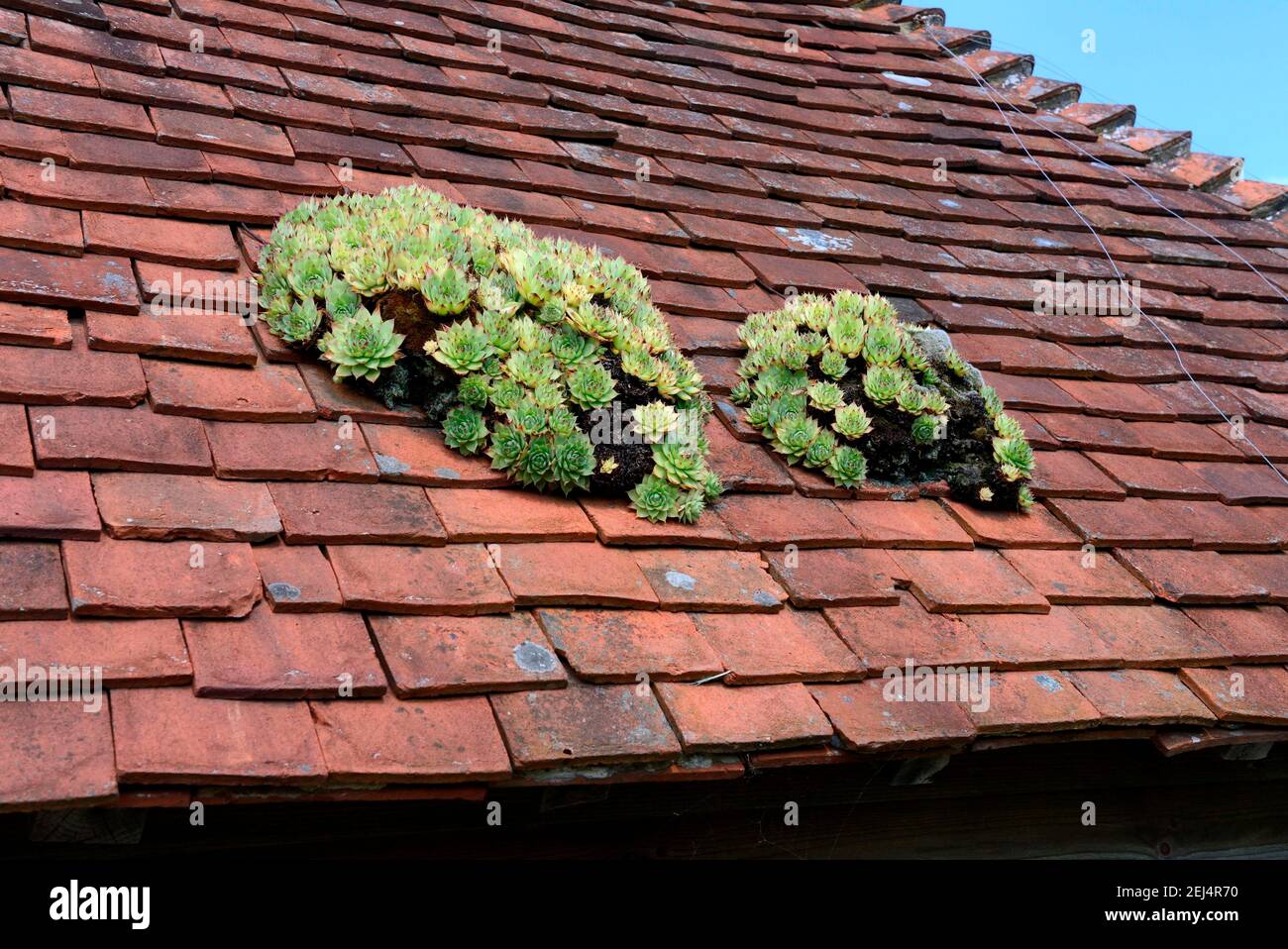 Houseleek (Sempervivum) on house roof, roof tiles (Sempervivum spec ...