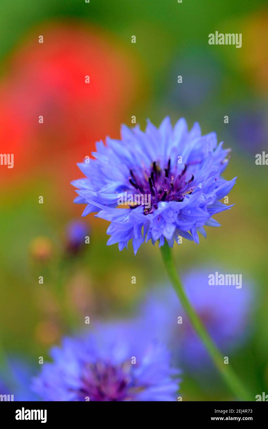 Corn Flower (Centaurea cyanus Stock Photo - Alamy