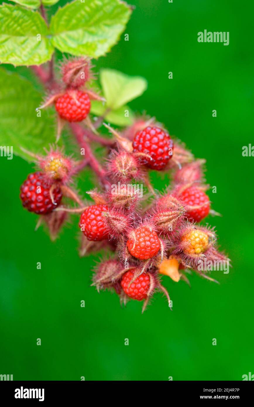 Rubus phoenicolasius japanese wineberry fruit hi-res stock photography ...