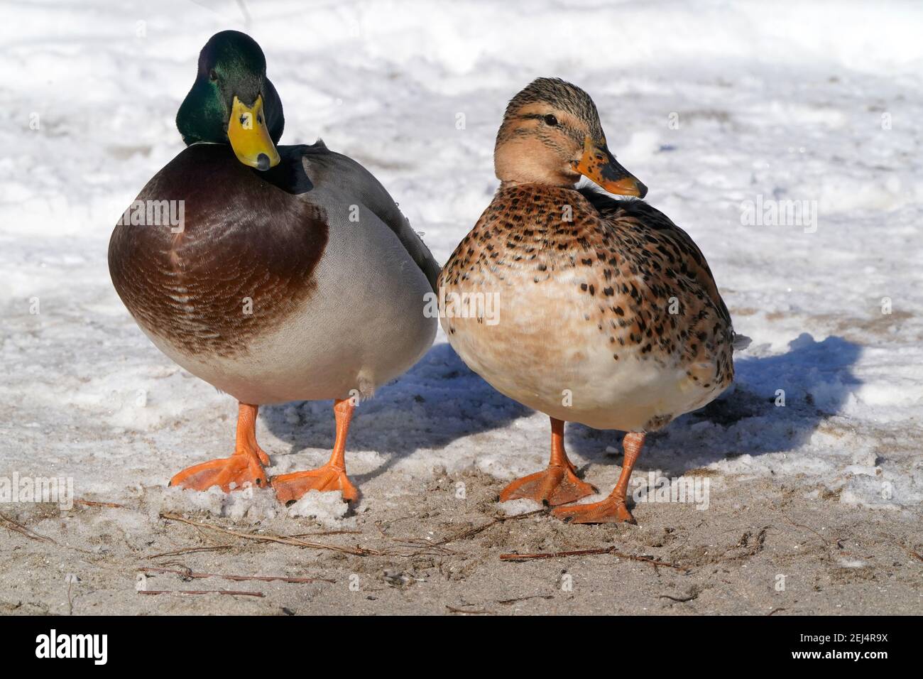 Leucistic ducks hi-res stock photography and images - Alamy