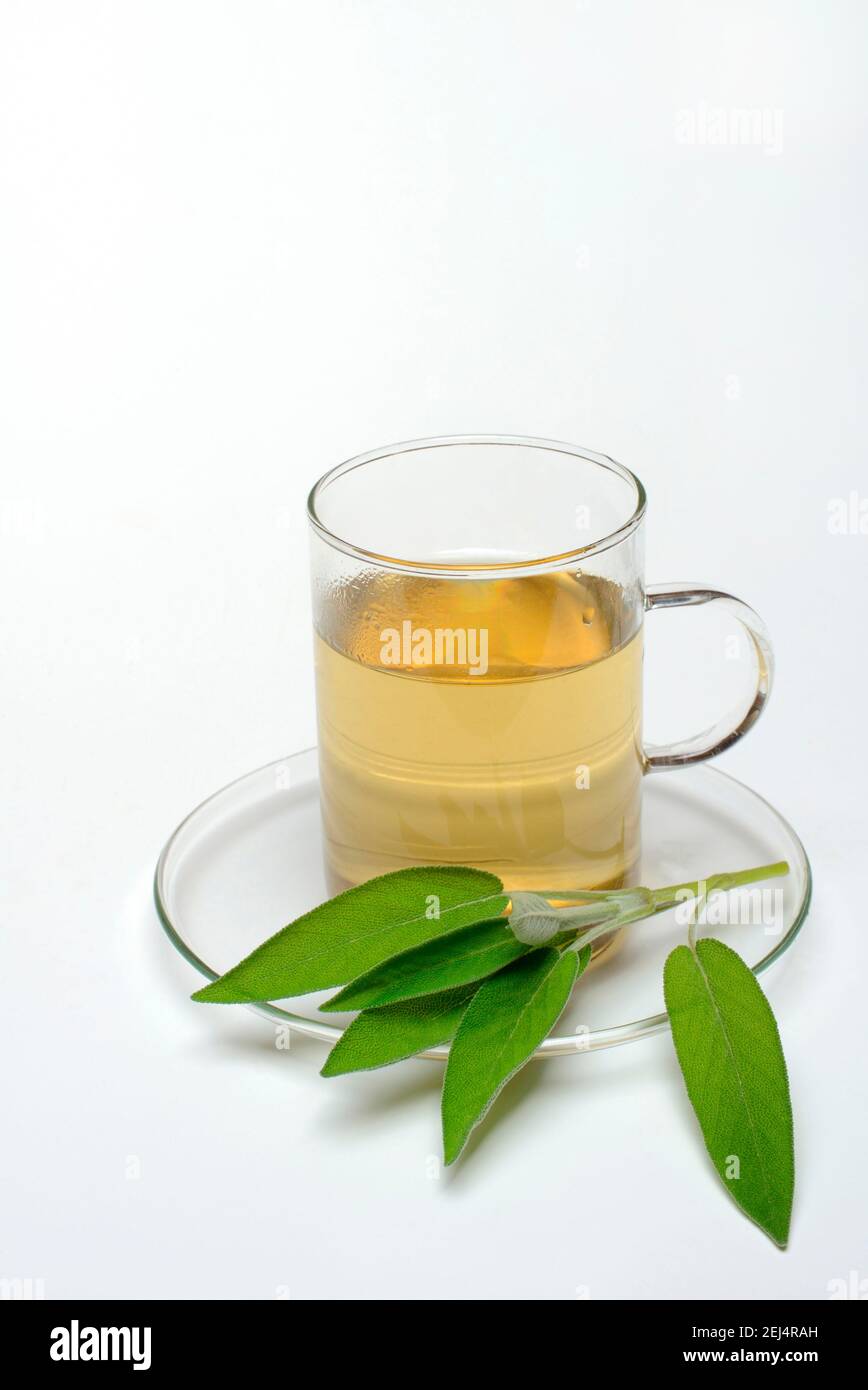 Sage tea, sage leaves, Common sage ( Salvia officinalis Stock Photo - Alamy