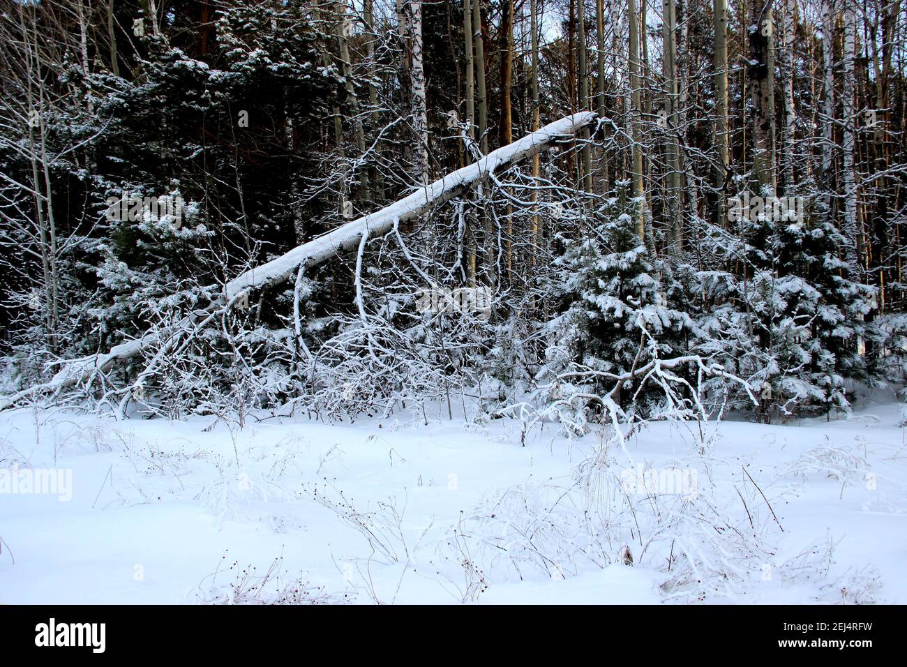 Broken tree in a hi-res stock photography and images - Alamy