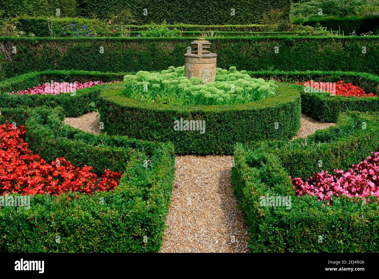 Common boxhedge, buxus, hedge, topiary, horticulture, begonias and ...