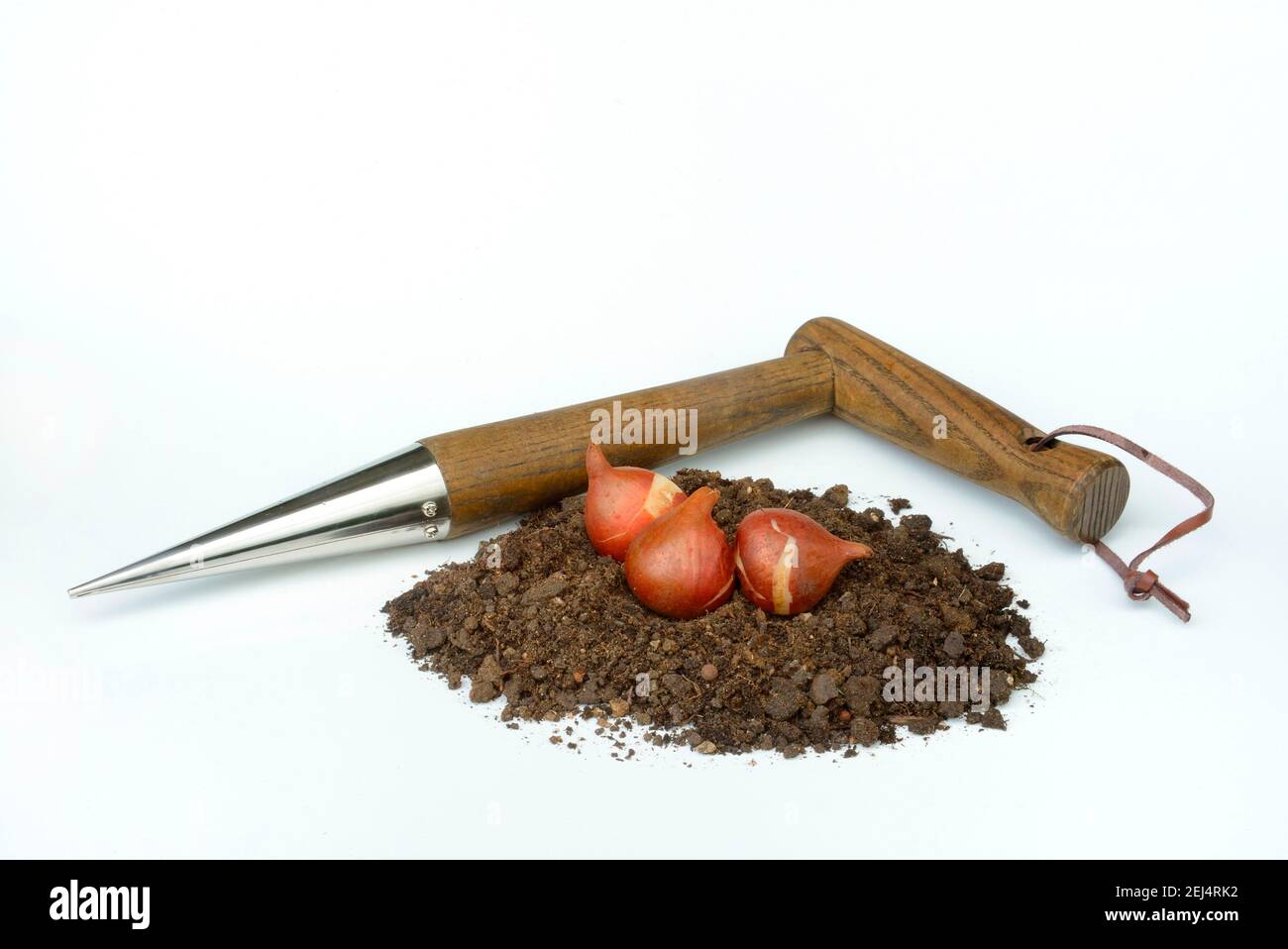 Set onion hi-res stock photography and images - Alamy