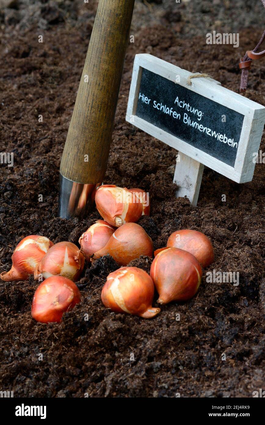 Tulipsonions ( Tulipa spec.) in front of setting, onion Stock Photo - Alamy