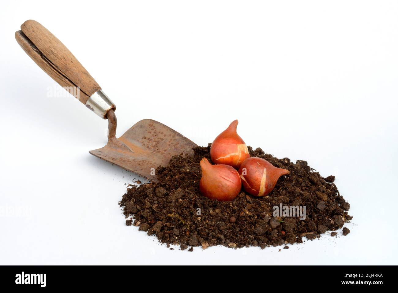 Tulipsonion set, onion Stock Photo - Alamy